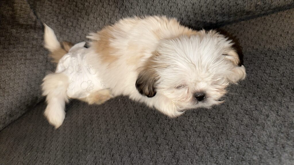 Online Memorials - Lasting Paws Pet Memorial Services