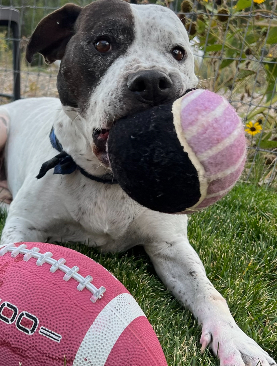 Online Memorials - Lasting Paws Pet Memorial Services