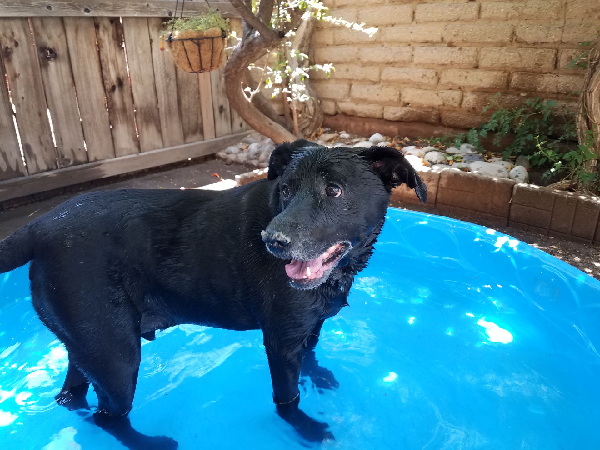 Online Memorials - Lasting Paws Pet Memorial Services