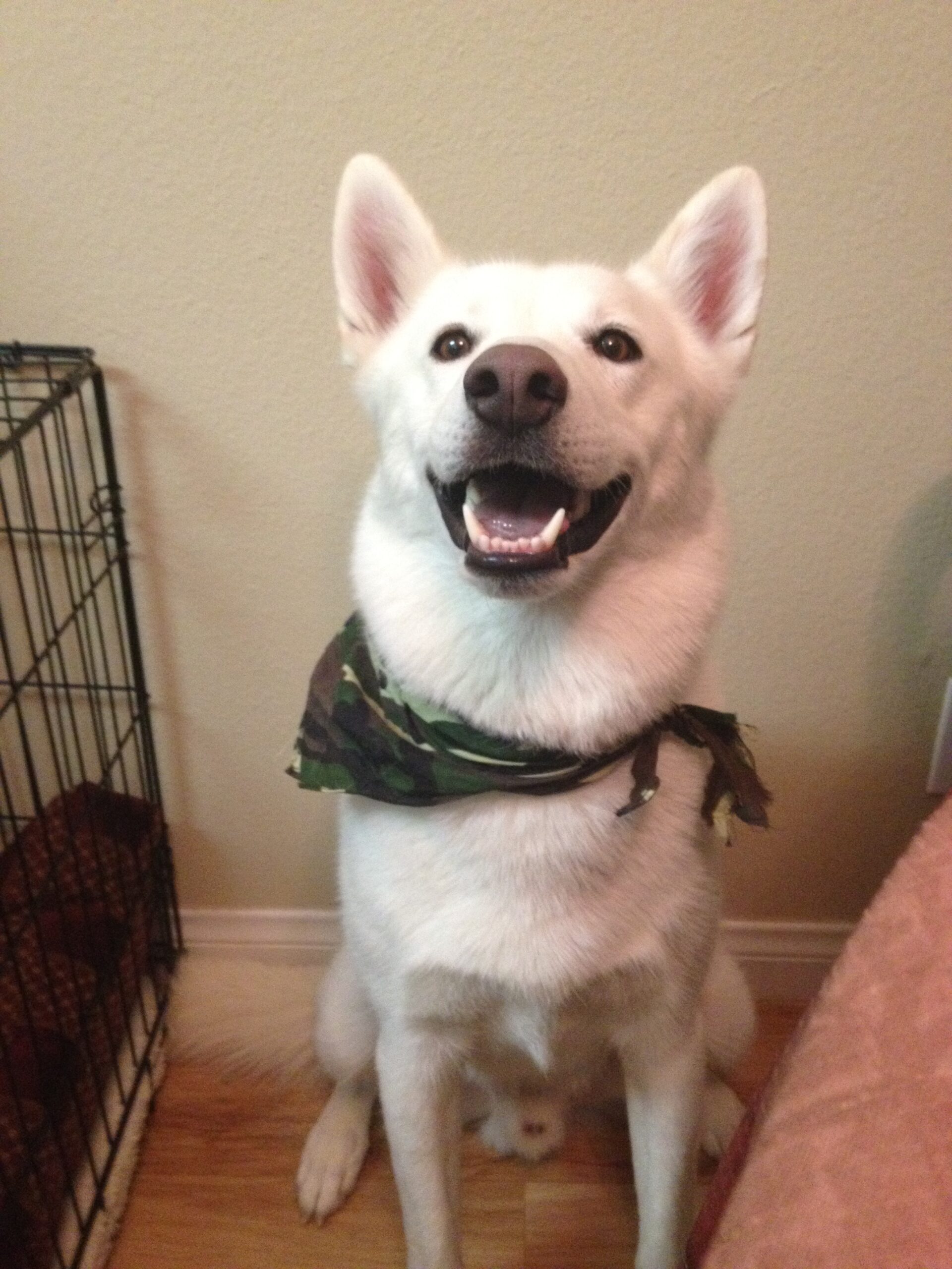 Lobo - Lasting Paws Pet Memorial Services