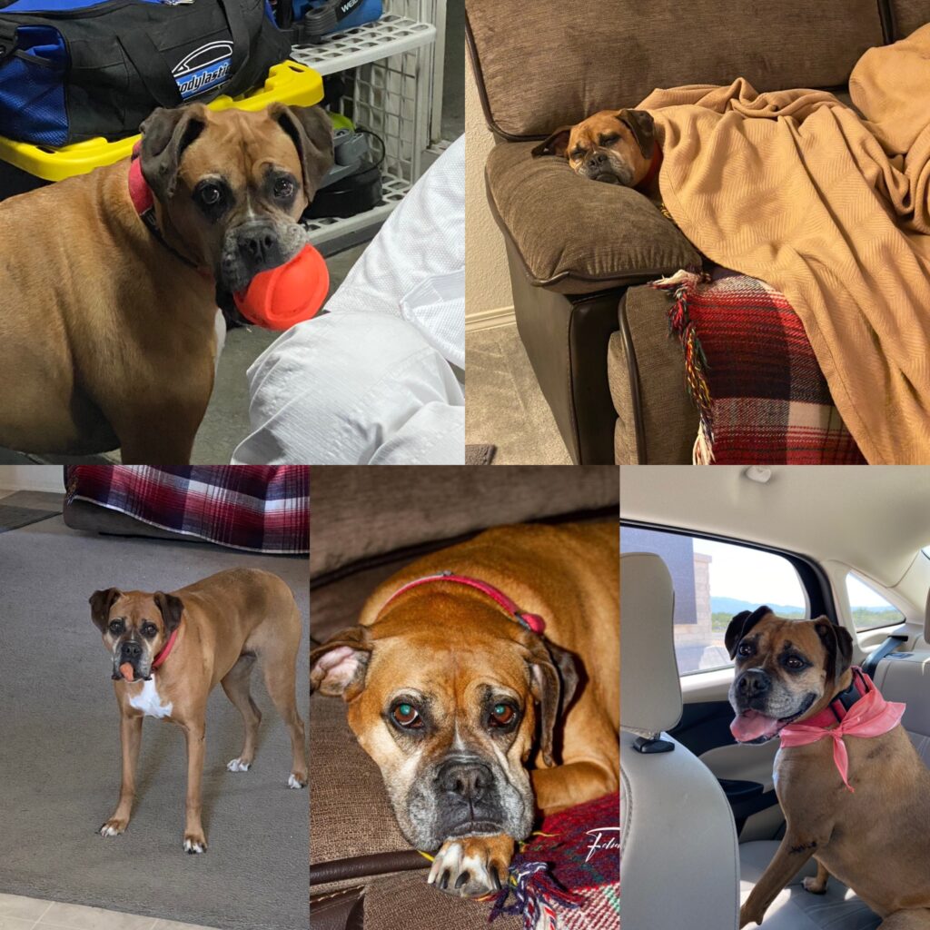 Online Memorials - Lasting Paws Pet Memorial Services