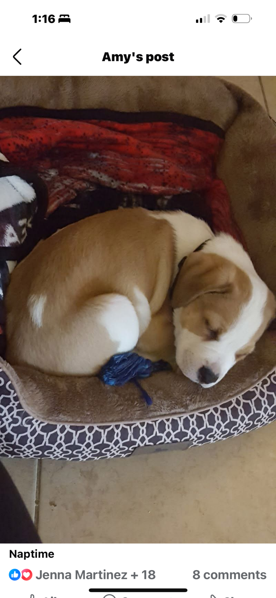 Online Memorials - Lasting Paws Pet Memorial Services | Pet Cremation ...